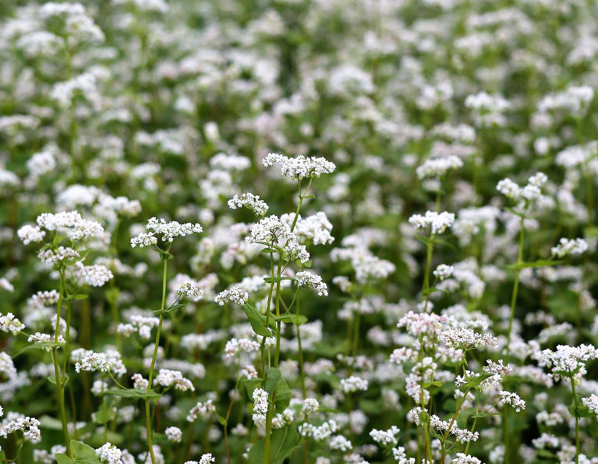 L'Histoire et les bienfaits du Sarrasin en Bretagne: Plongée dans la ...
